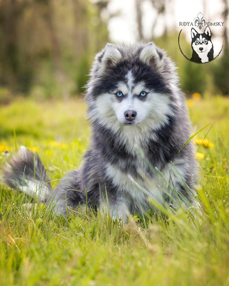 Le Pomsky – Fédération Française du Pomsky
