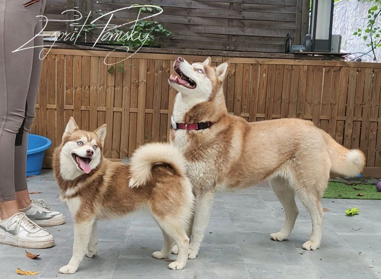 Le Pomsky – Fédération Française du Pomsky