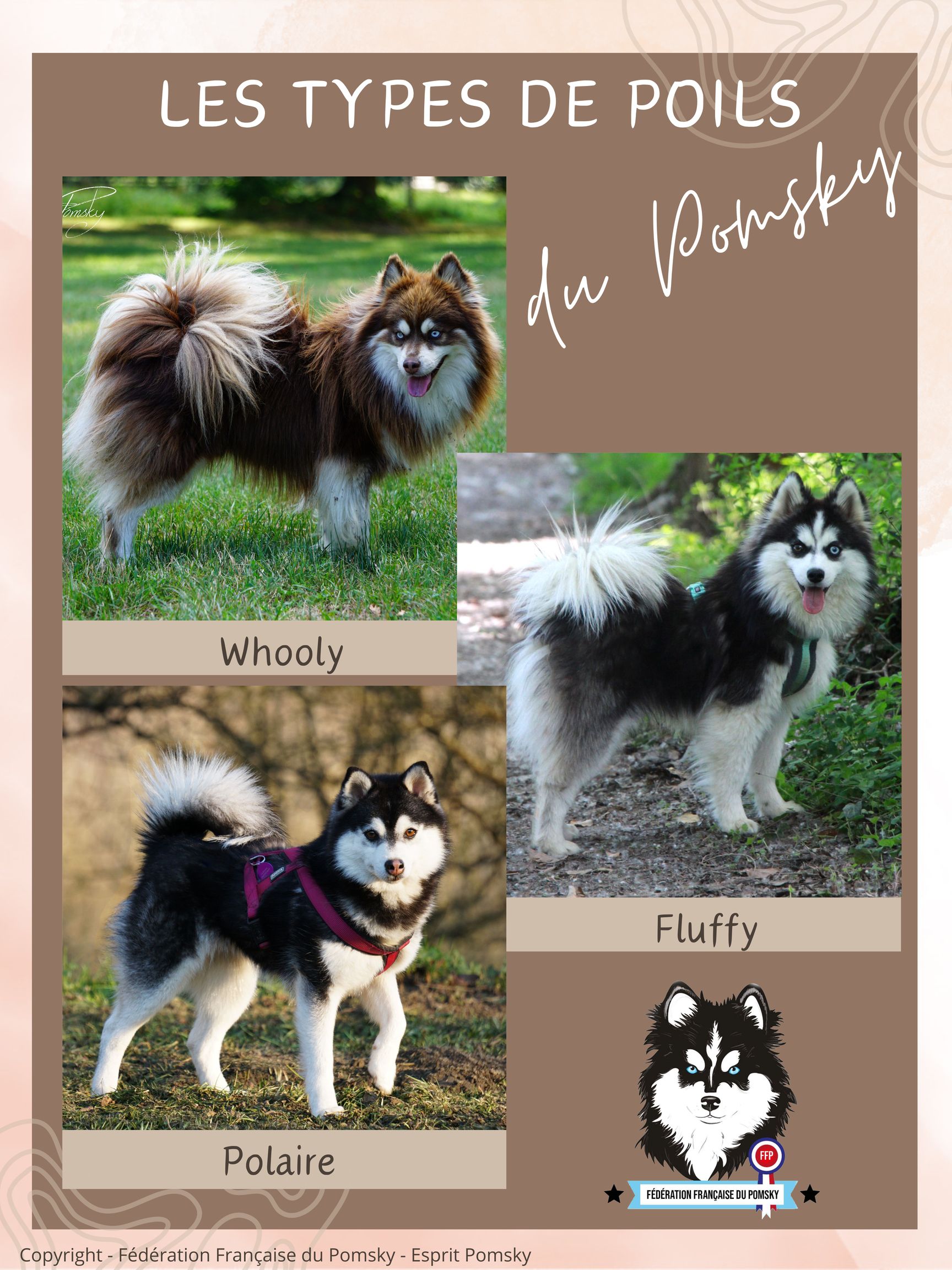 Le Pomsky – Fédération Française du Pomsky