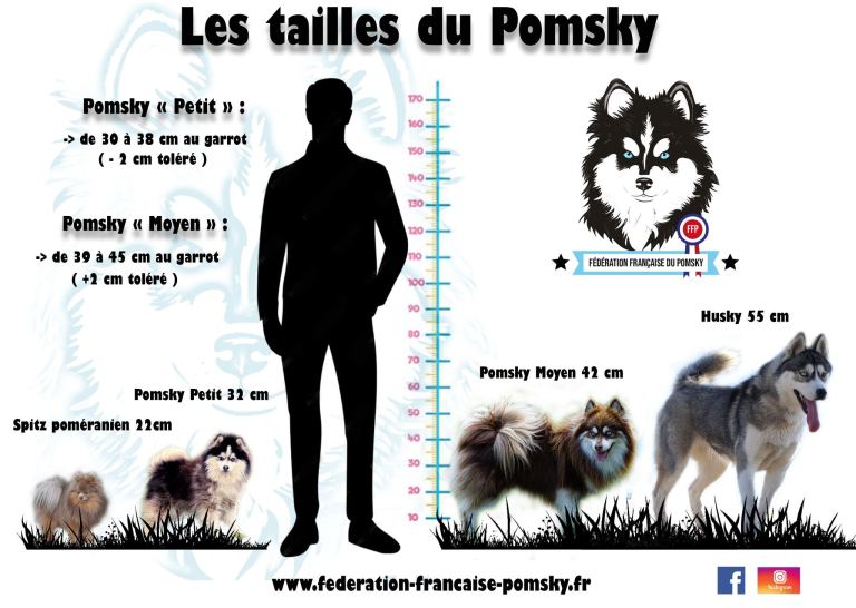 Le Pomsky – Fédération Française du Pomsky